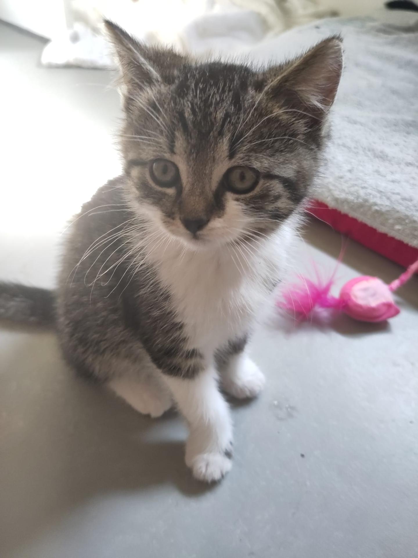 Stichting Superkatten – Hulpverlening voor verwilderde en schuwe katten