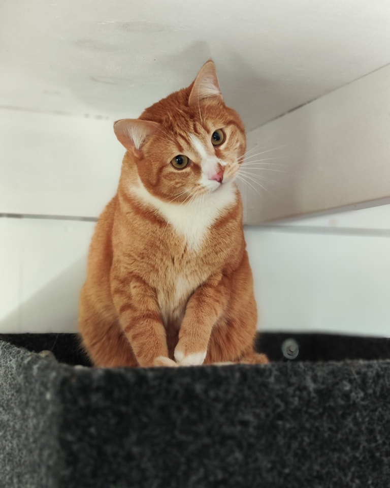 Volwassen katten – Stichting Superkatten