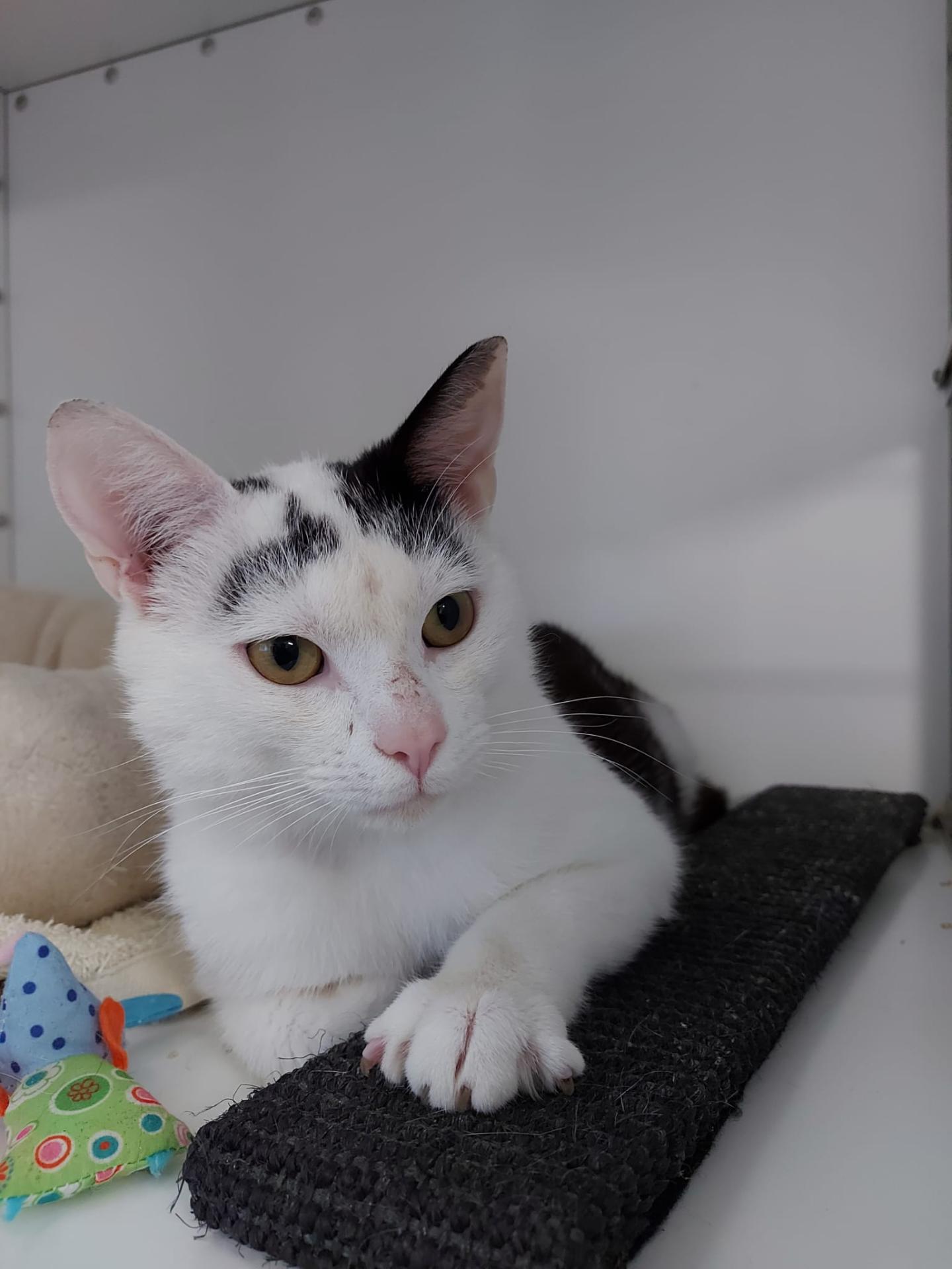 Volwassen katten – Stichting Superkatten