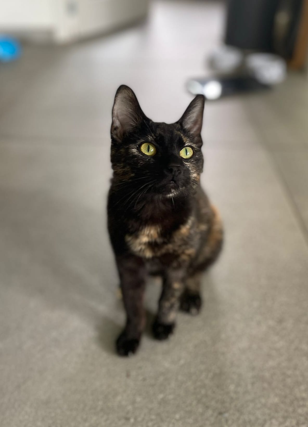 Volwassen katten – Stichting Superkatten