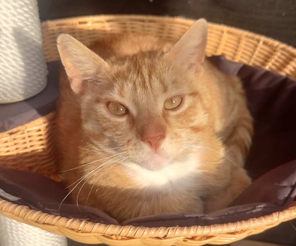 Volwassen katten – Stichting Superkatten