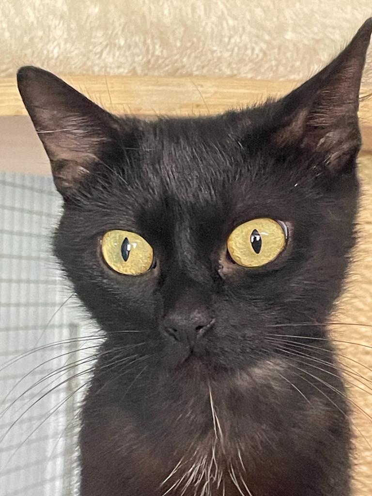 Volwassen katten – Stichting Superkatten