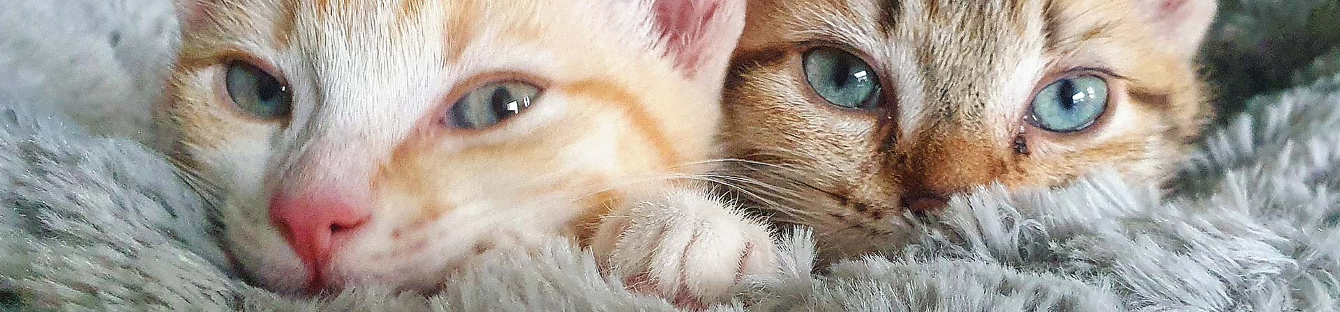 Stichting Superkatten – Hulpverlening voor verwilderde en schuwe katten