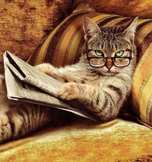 Volwassen katten – Stichting Superkatten